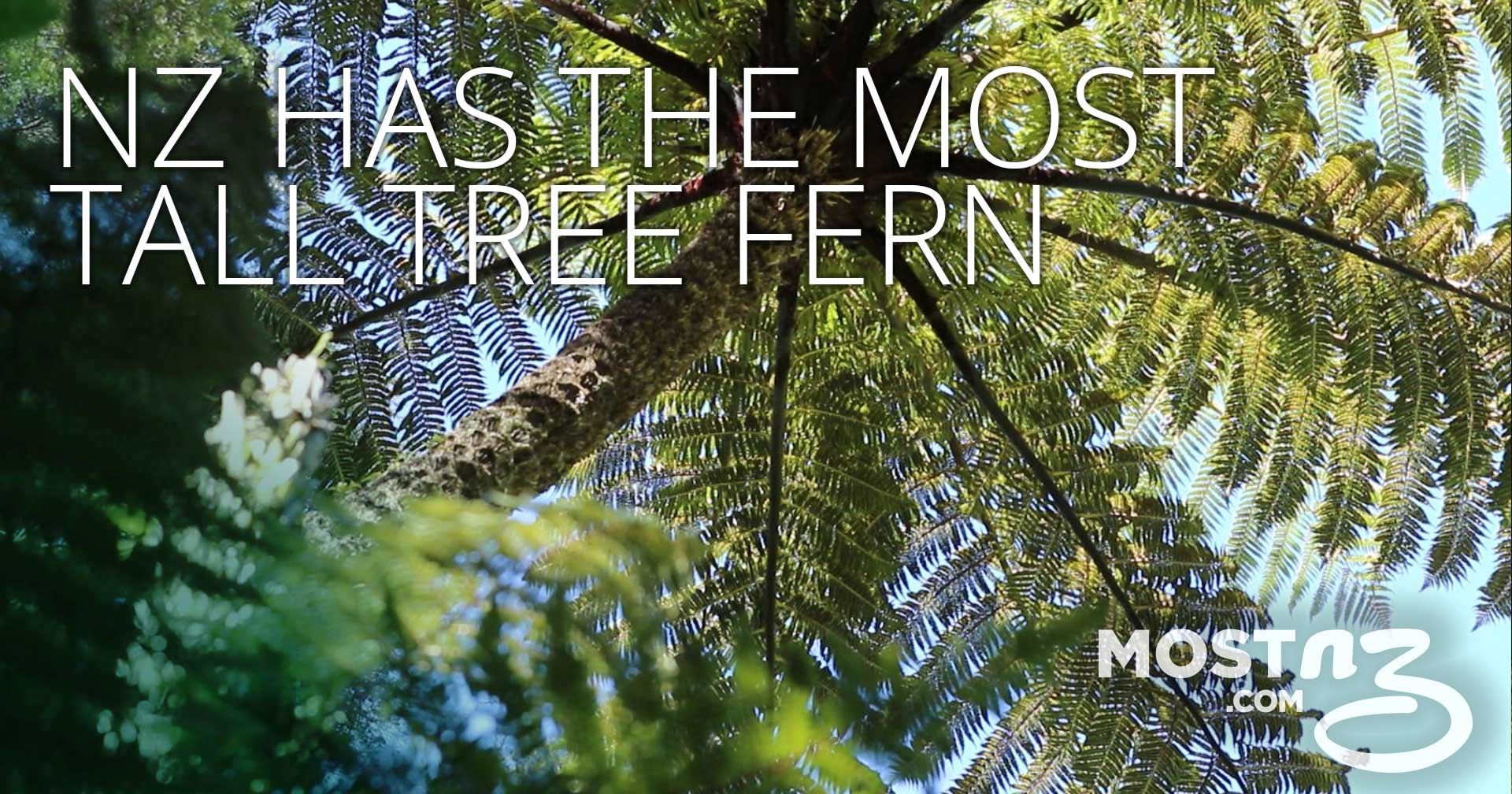 New Zealand has the most tall tree fern